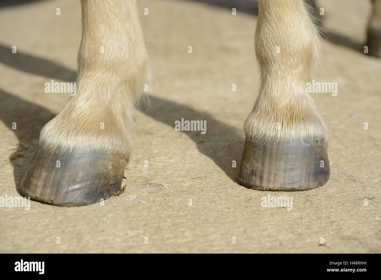 Stand on head feet hi-res stock photography and images - Alamy