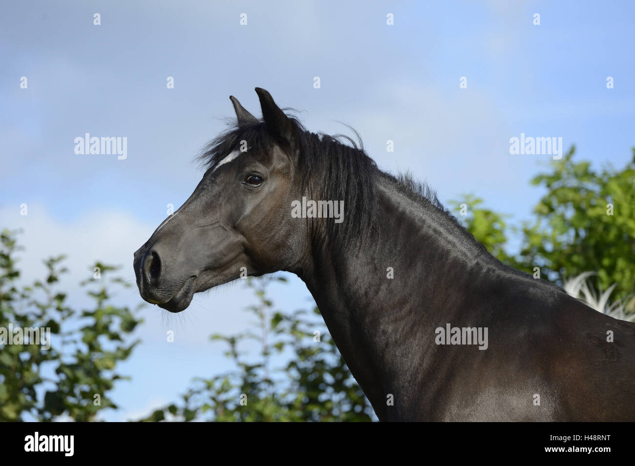 Horse, Arabian Haflinger, portrait, side view Stock Photo - Alamy