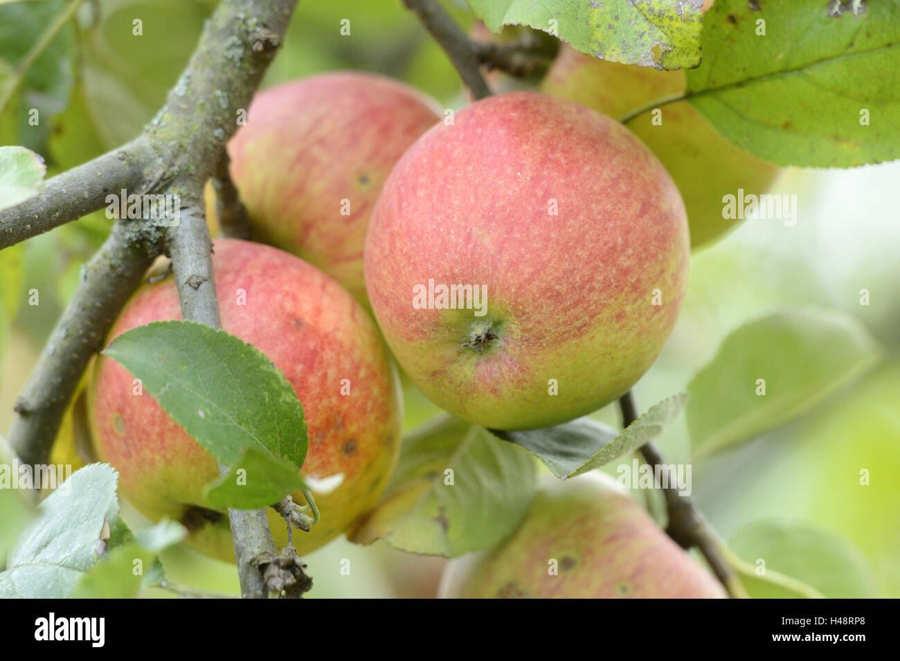 Cultural apples, Malus domestica, Pyrus malus, branch, hang, ripe Stock ...