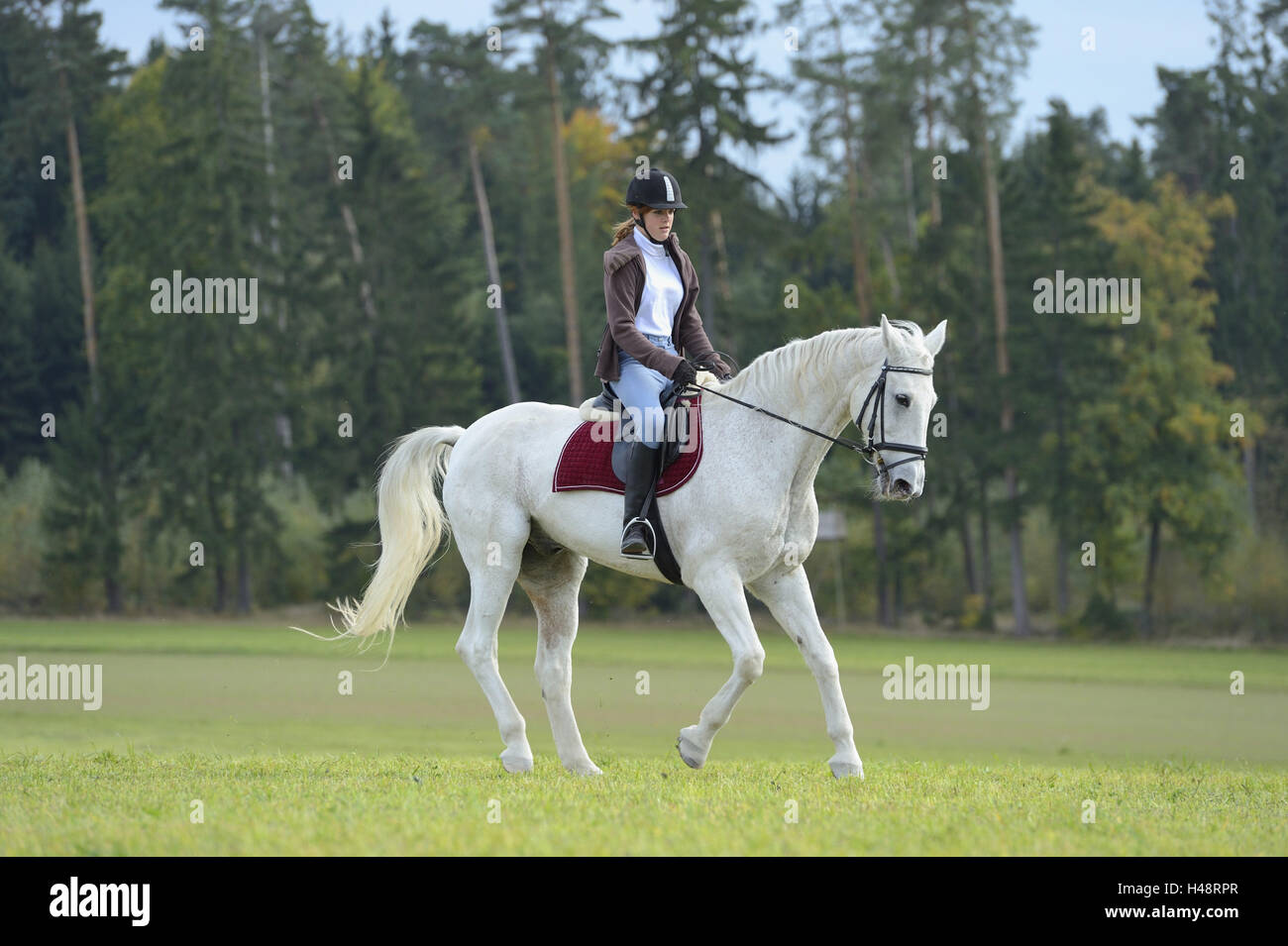Teenage girl, horse, Bavarian warm blood, meadow, ride, at the side ...