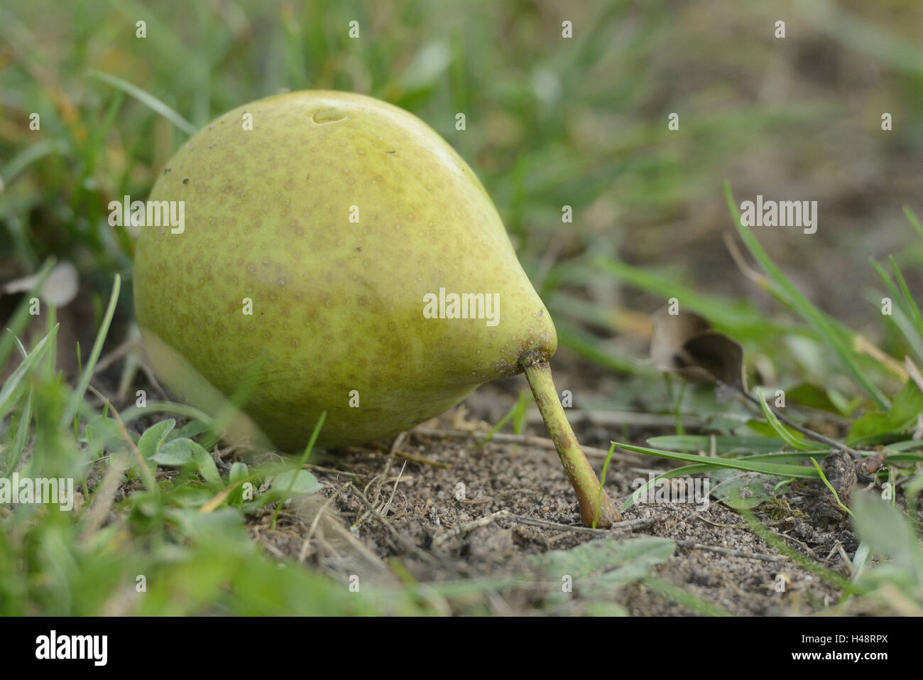 Cultural pears hi-res stock photography and images - Alamy
