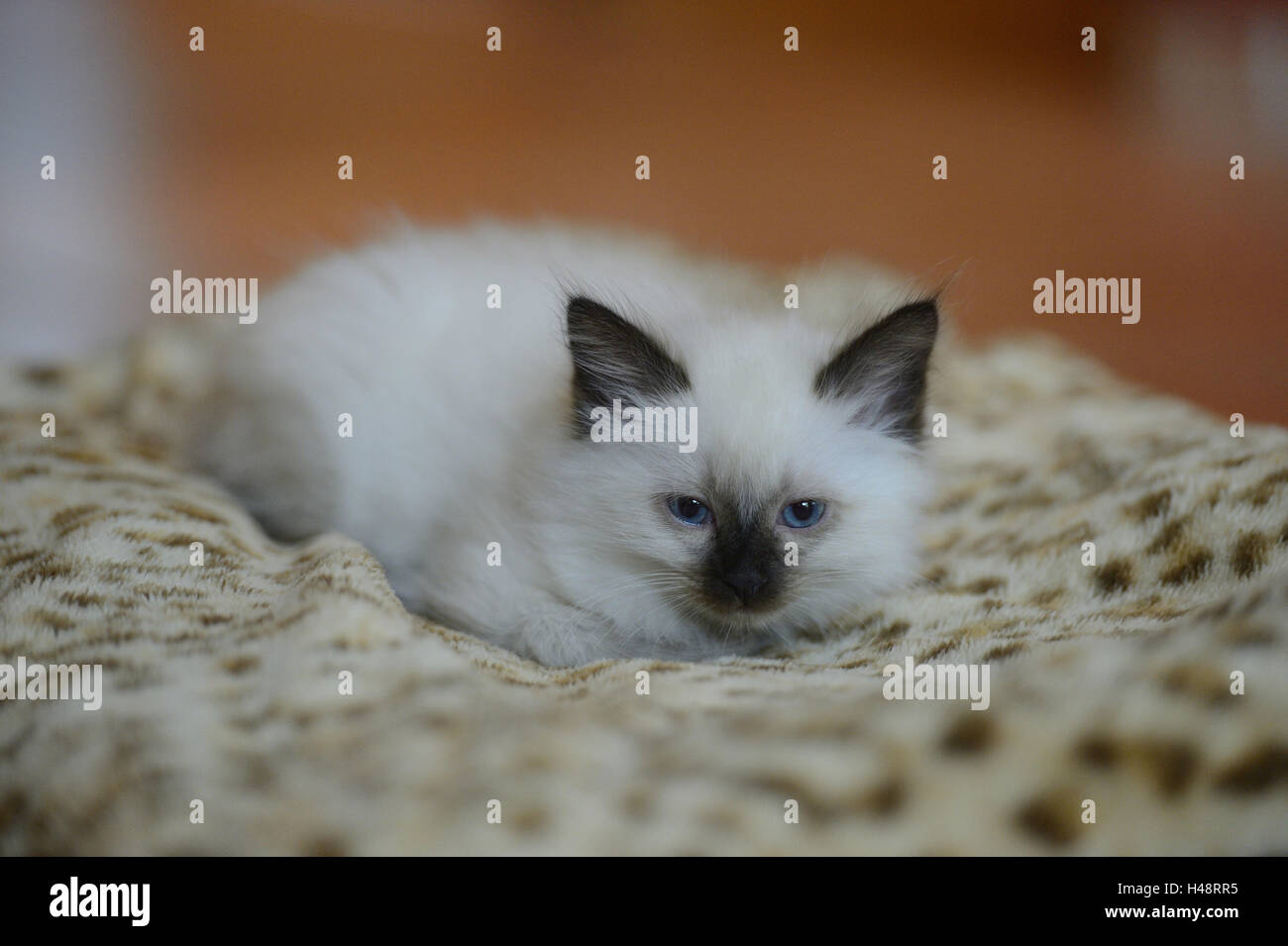 To Burma cat, young animal, head-on, lie, view camera Stock Photo - Alamy