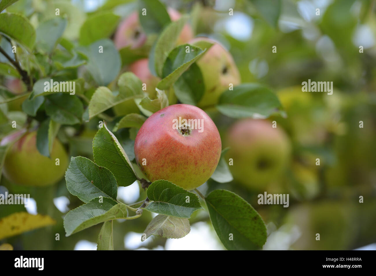 Cultural apples, Malus domestica, Pyrus malus, branch, hang, ripe Stock ...