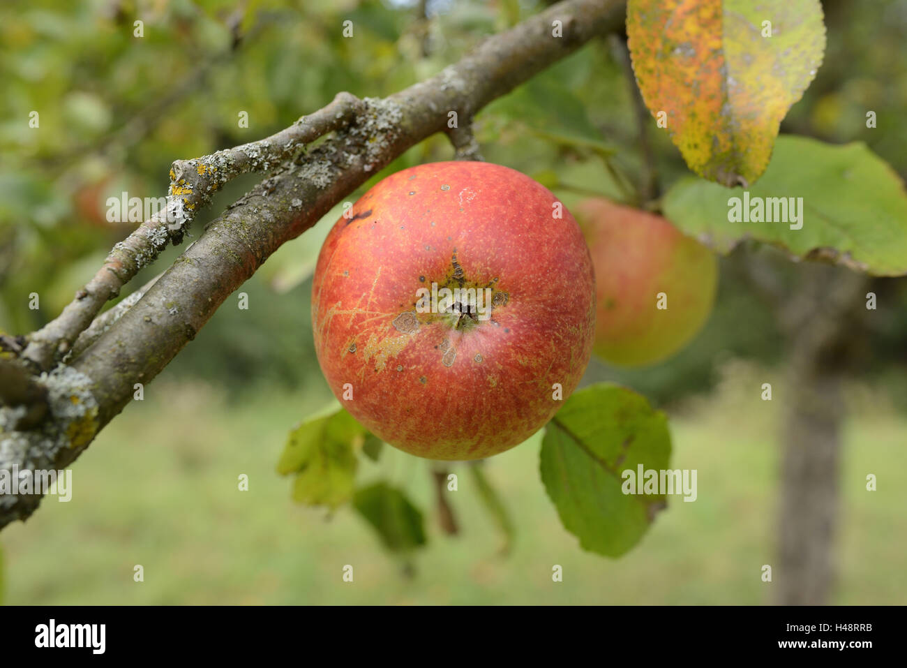 Cultural apple, Malus domestica, Pyrus malus, branch, hang, ripe Stock ...