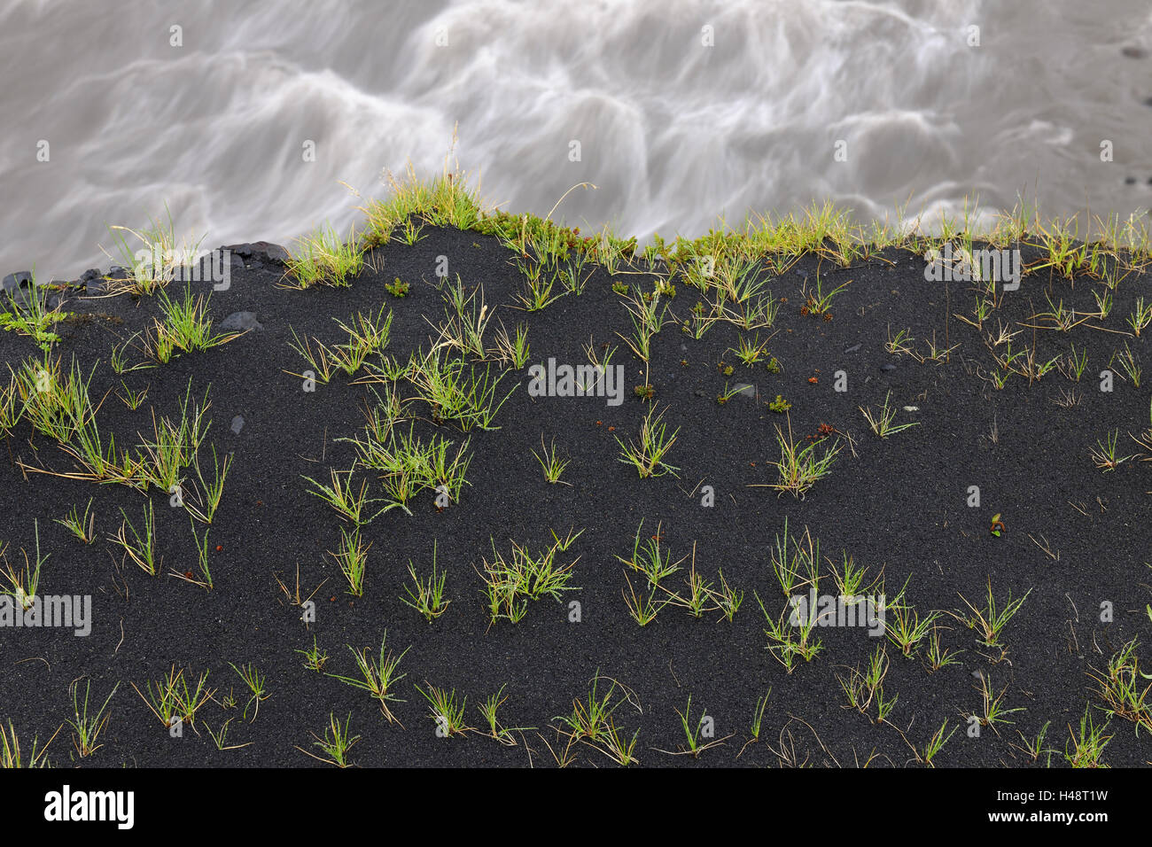 Grass growing from volcanic ash, Eyjafjallajökull Stock Photo - Alamy