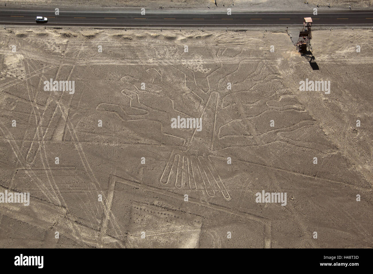 Peru, Nazca lines, tree Stock Photo - Alamy