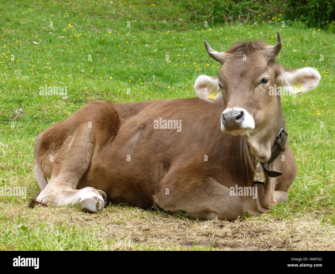 Cow on a meadow in the Werdenfelser Land, Germany, Upper Bavaria ...