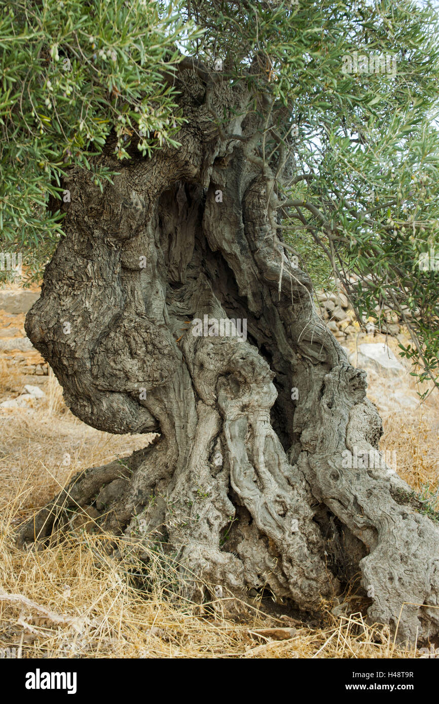 Greece, Crete, olive tree with Vrouchas to the north agio Nikolaos ...