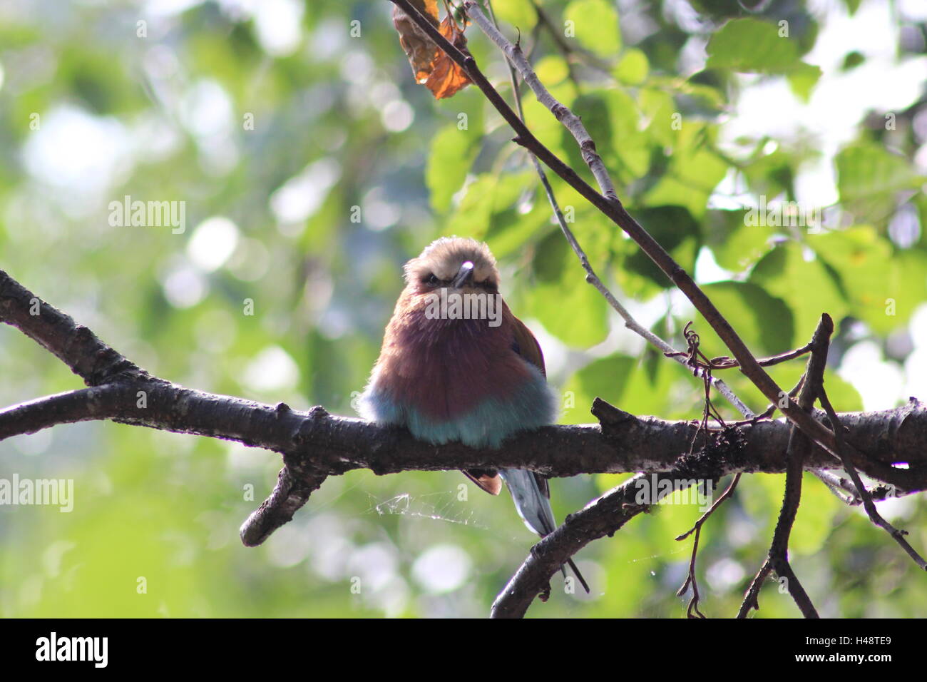 small pink and blue bird sitting on a branch Stock Photo - Alamy