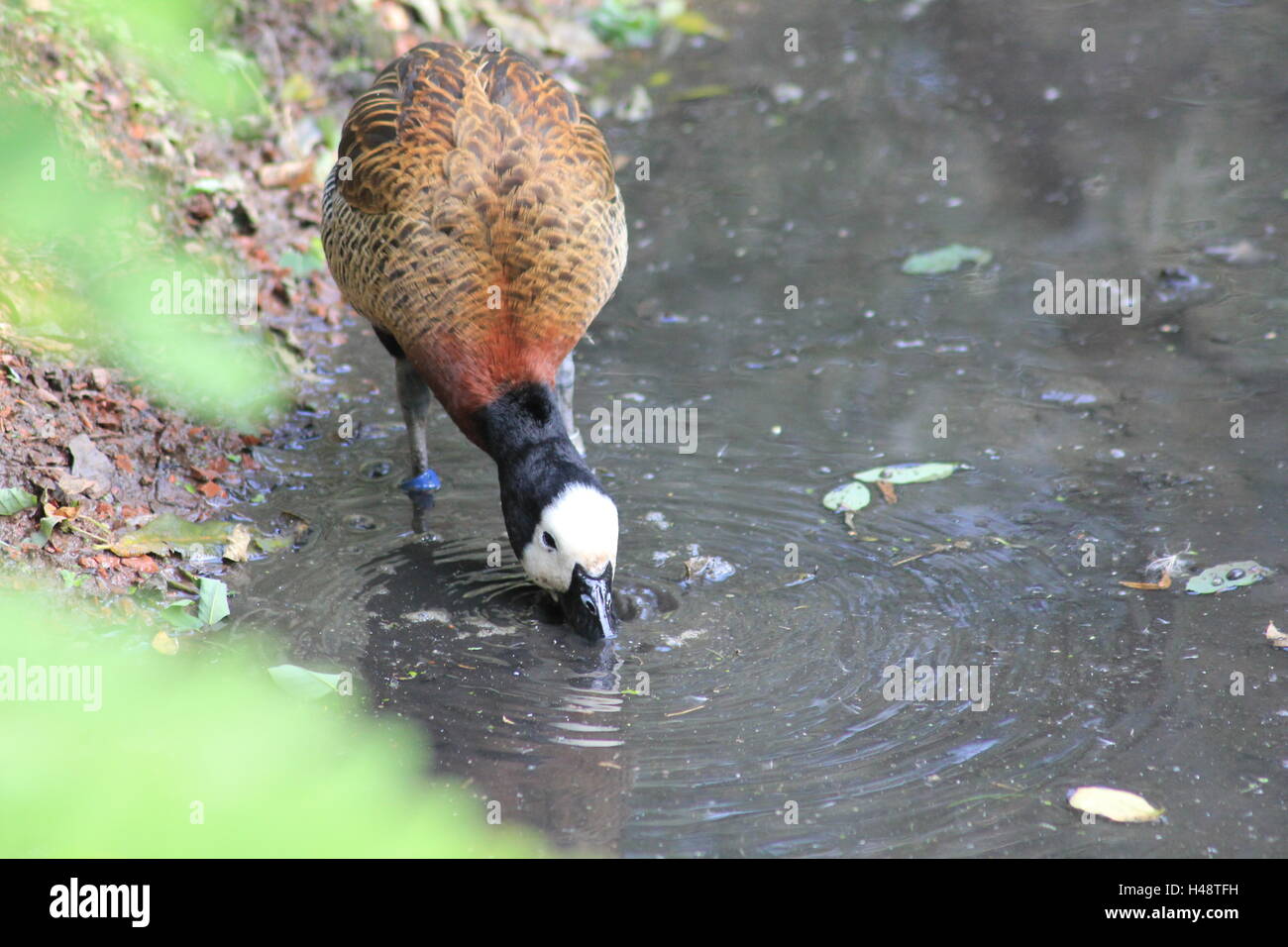 duck drinking from stream Stock Photo - Alamy