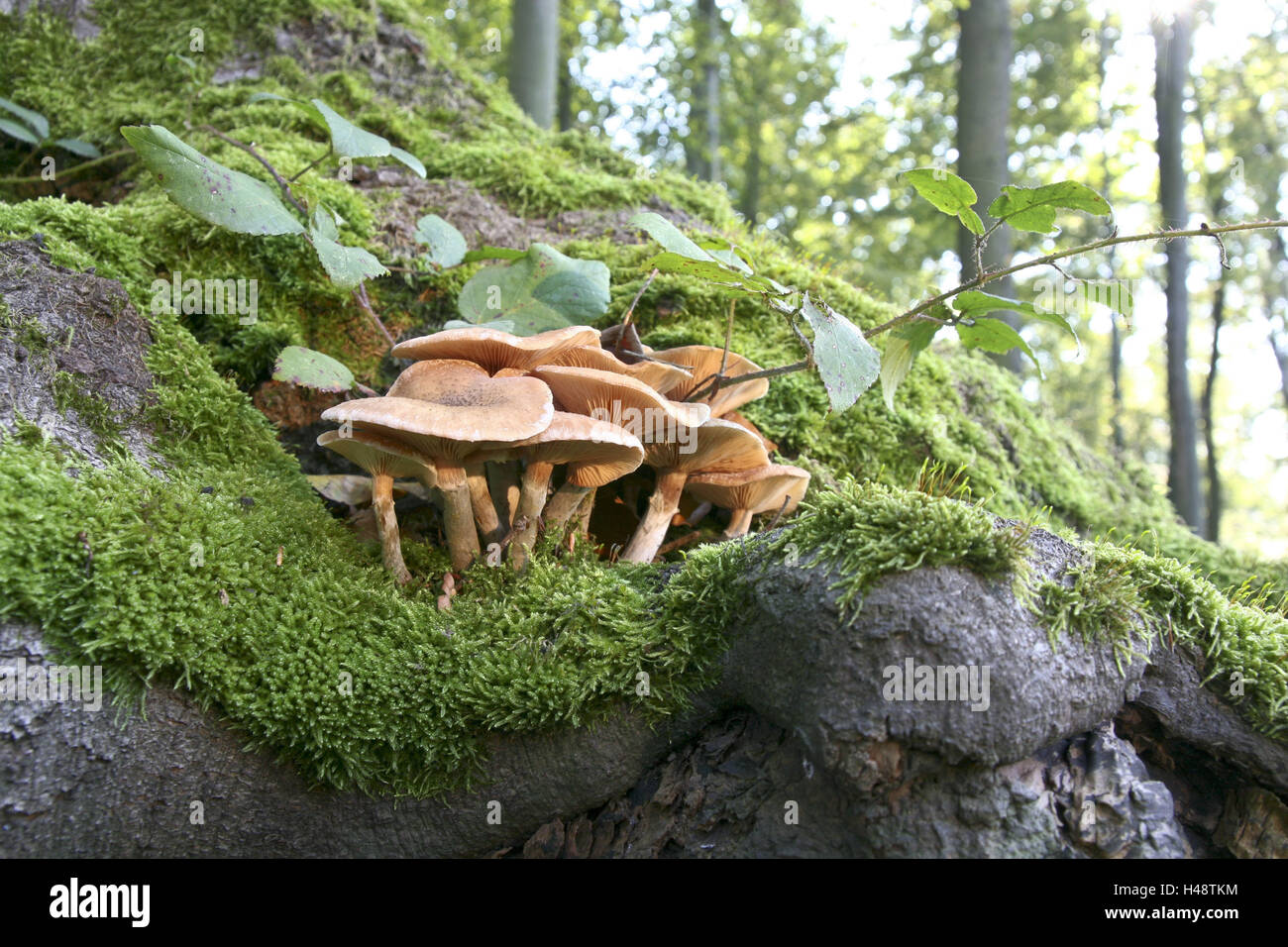 Fungi, close up Stock Photo - Alamy