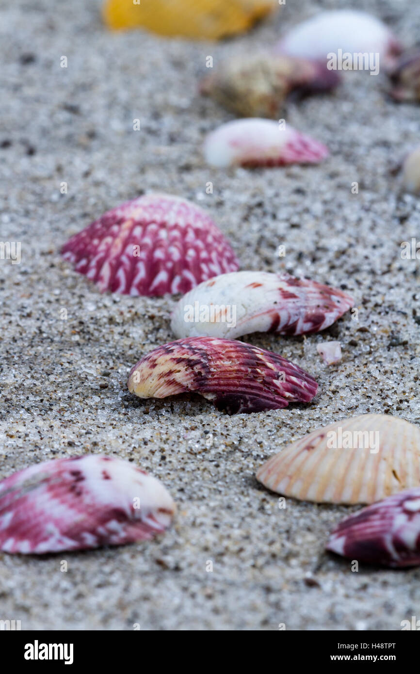 group of colorful sea shells in a tropical Panamanian beach Stock Photo ...