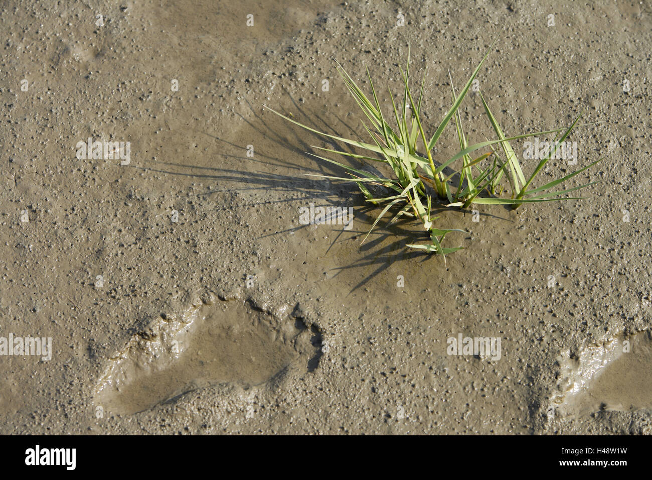 Watts, blades grass, footprints, beach, Sand, mud, grass, plants ...