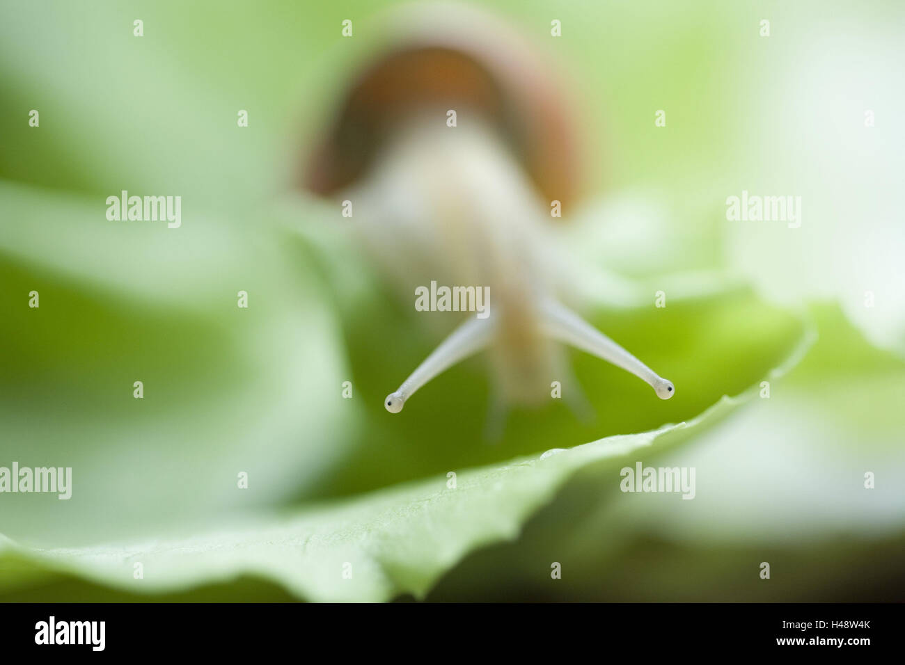 Escargot, salad leaves, close up, animal, leaves, food, salad, creep ...