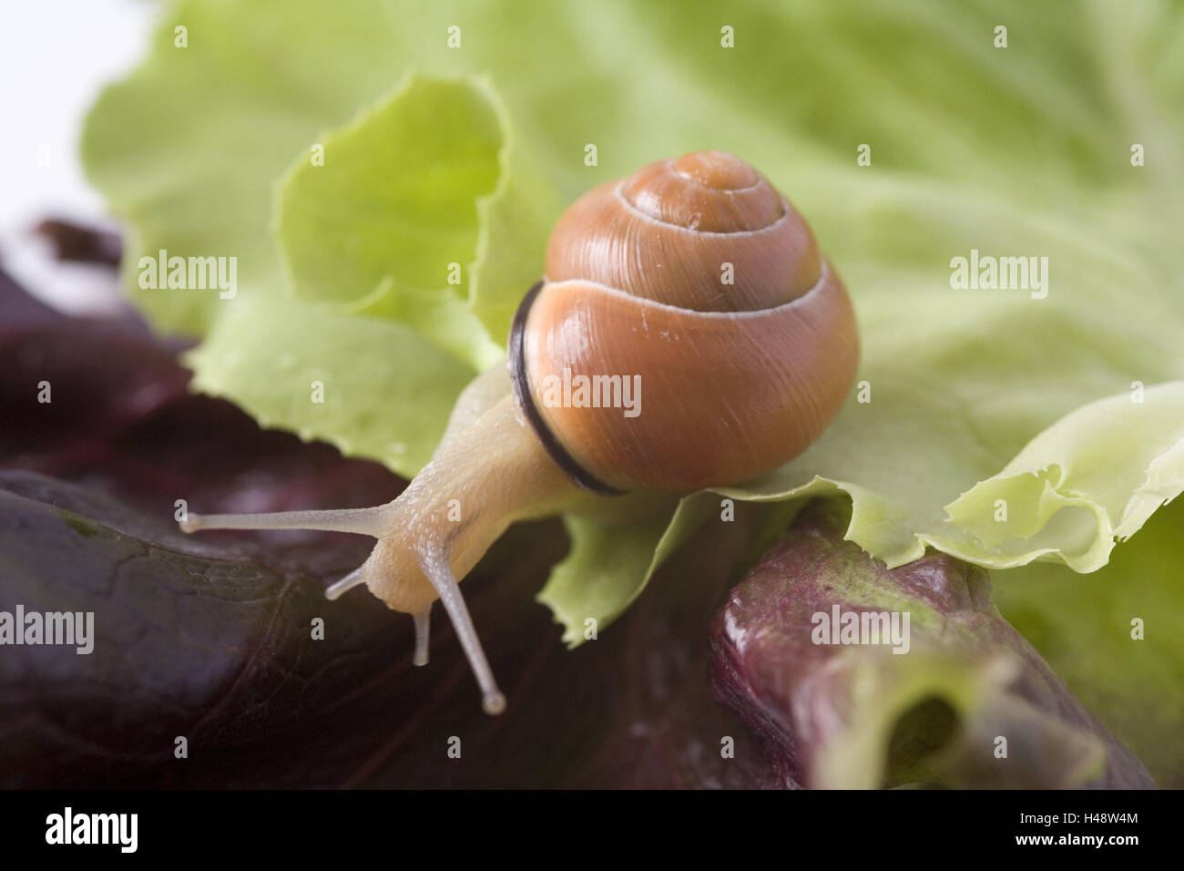 Snail, lettuce leaves Stock Photo - Alamy