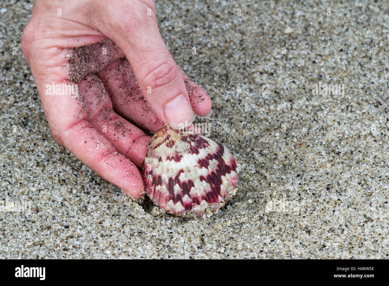 close up of a hand picking up a colorful sea shell form a sandy beach ...