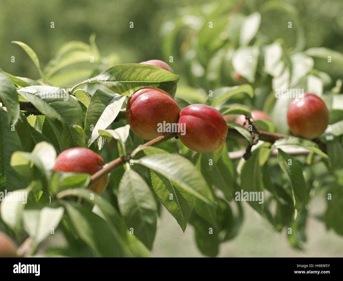 Fruit-tree, nectarines, ripe, close-up Stock Photo - Alamy