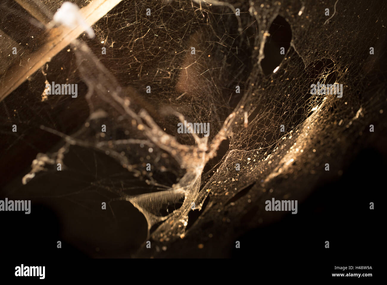 cobweb or spider web in ancient thai house warm tone Stock Photo - Alamy