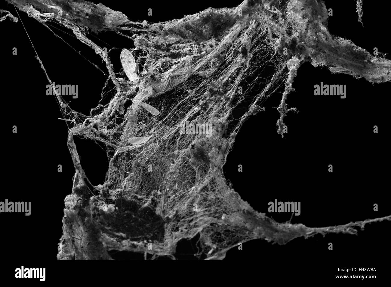 Old dusty spider web Black and White Stock Photos & Images - Alamy