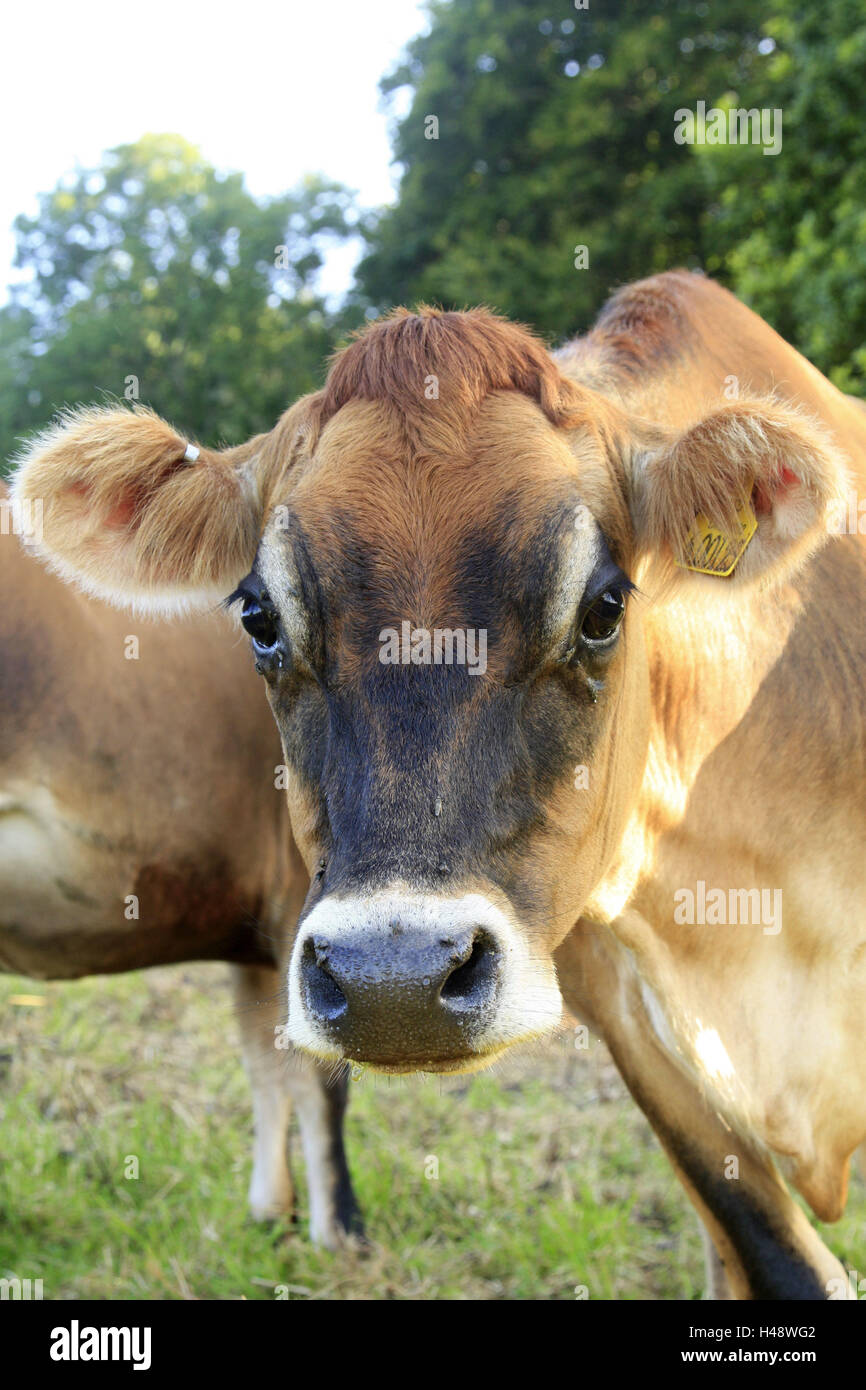 Pasture, cow, portrait, animal, mammal, benefit animal, house cattle ...
