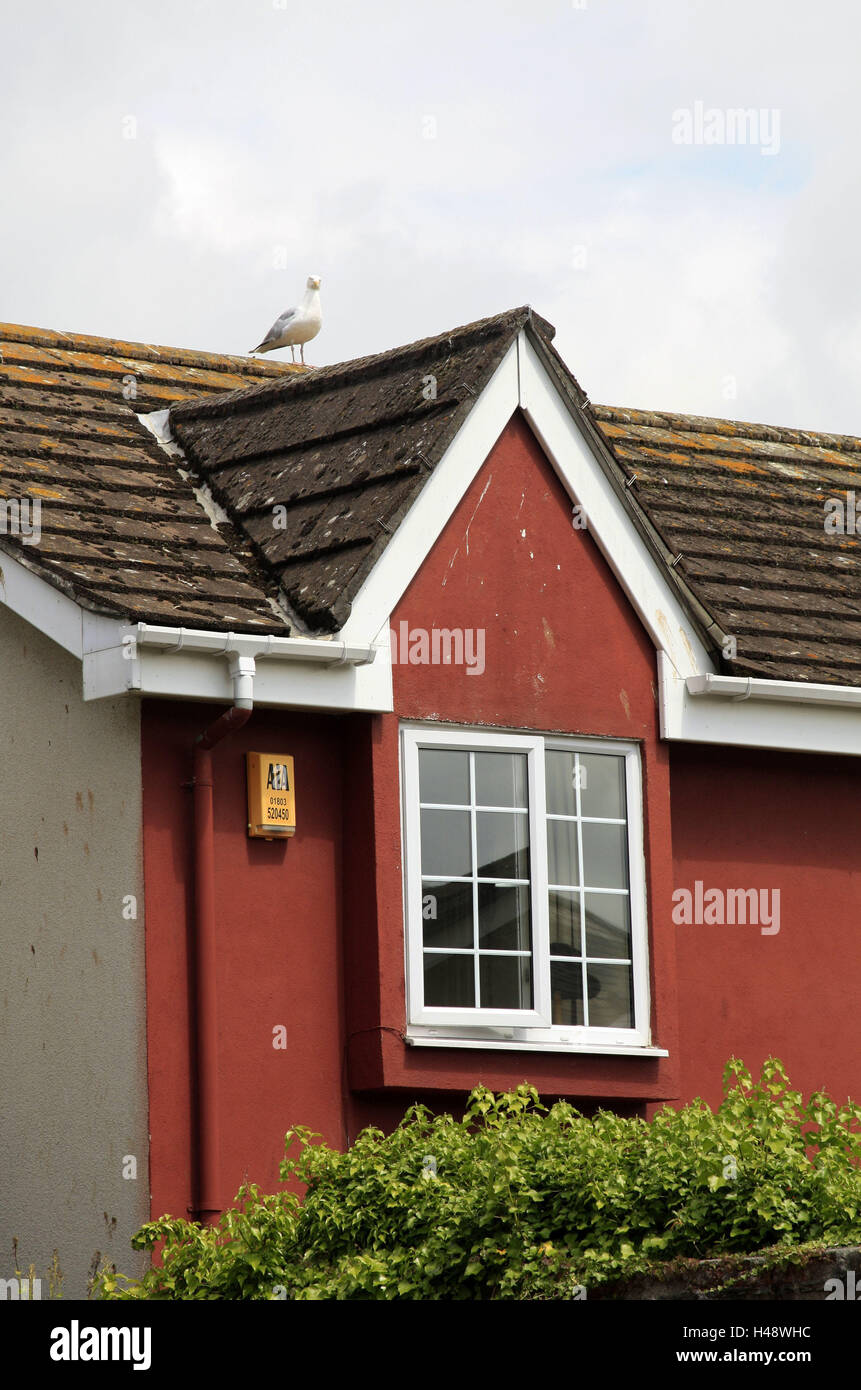 UK, Devon, Totnes, residential house, roof, gable, gull, England, house ...