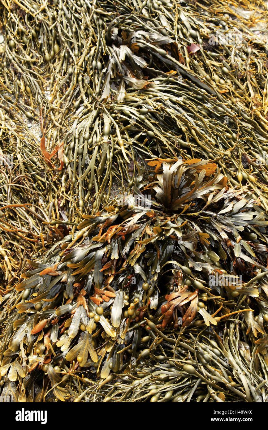 Bubble seaweed hi-res stock photography and images - Alamy