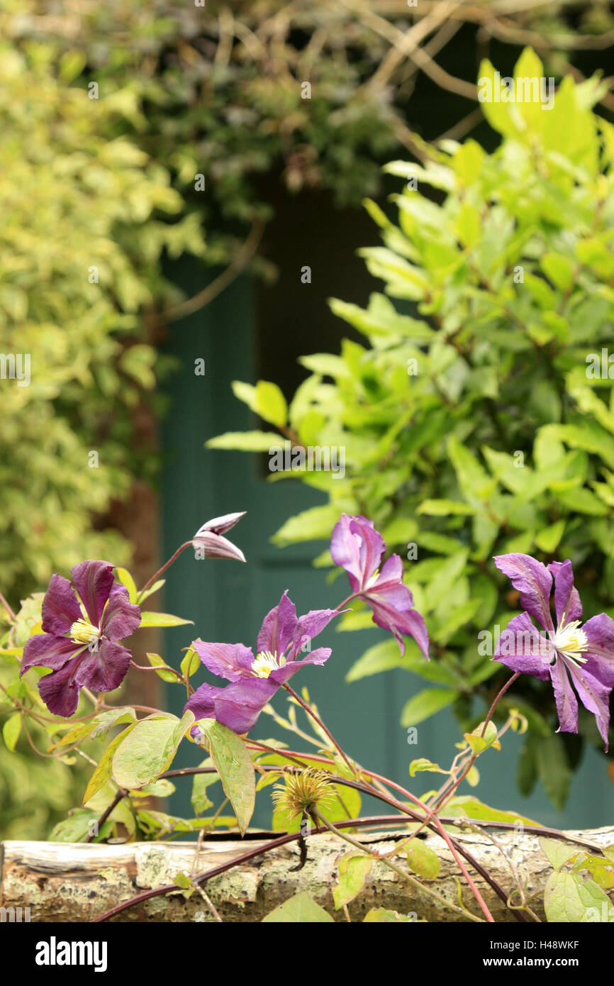 Clematis Wall High Resolution Stock Photography and Images - Alamy