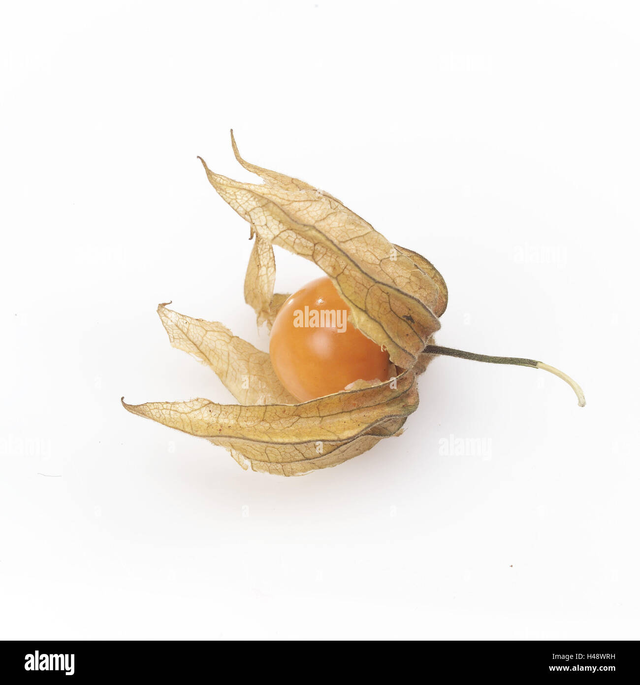 Physalis fruits physalis peruviana hi-res stock photography and images ...