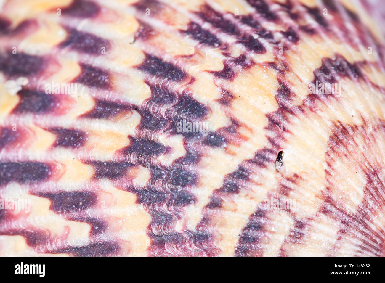close up of a sea shell with vivid color and deep ridges as a texture ...