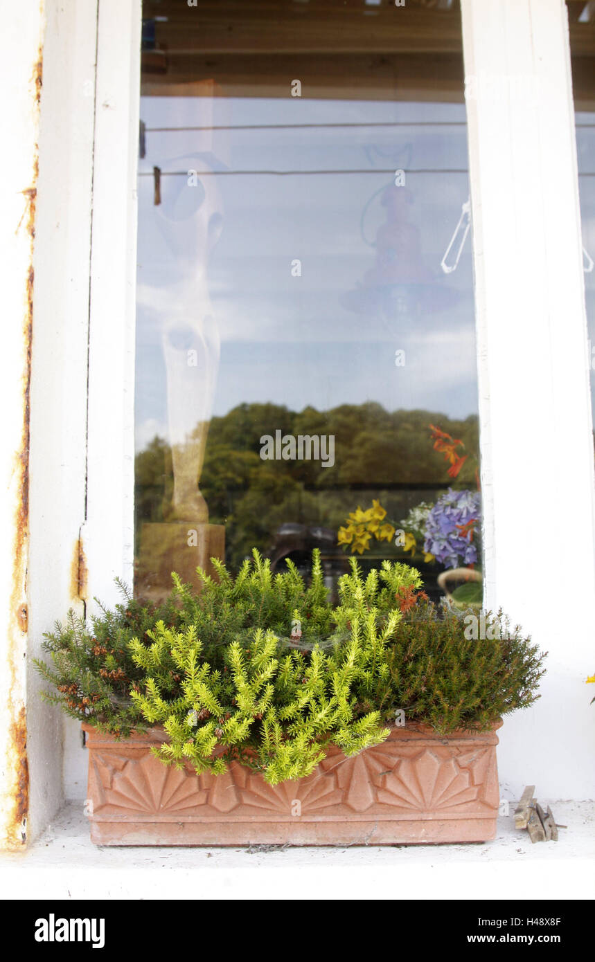 House facade, window, windowsill, window box, heather, house ...