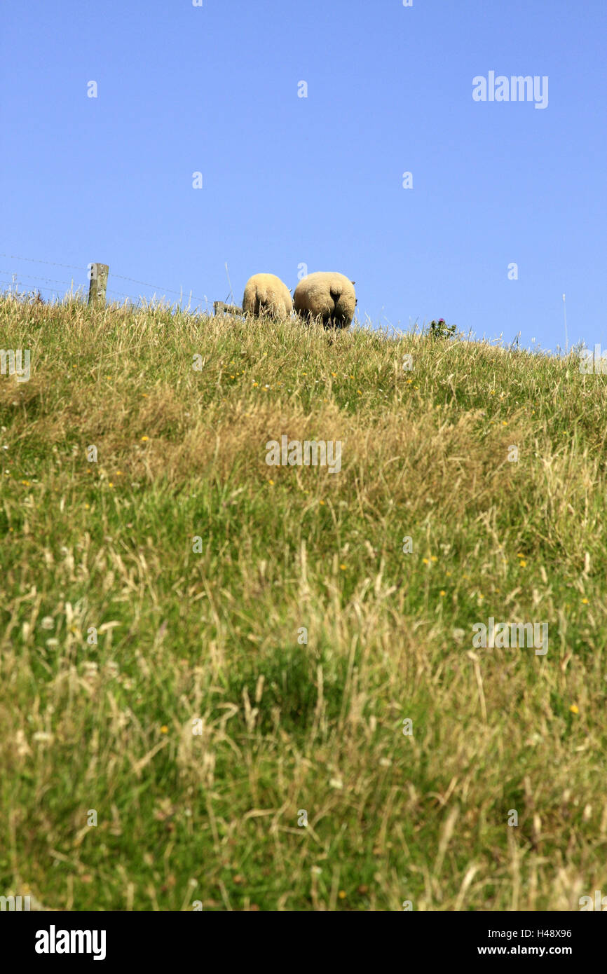 Hill, meadow, sheep, back view, animals, mammals, benefit animals, two ...