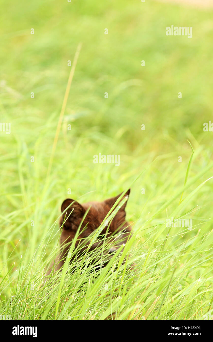 Meadow, house cat, lurk, hide detail, grass, animal, mammal, cat, pet ...