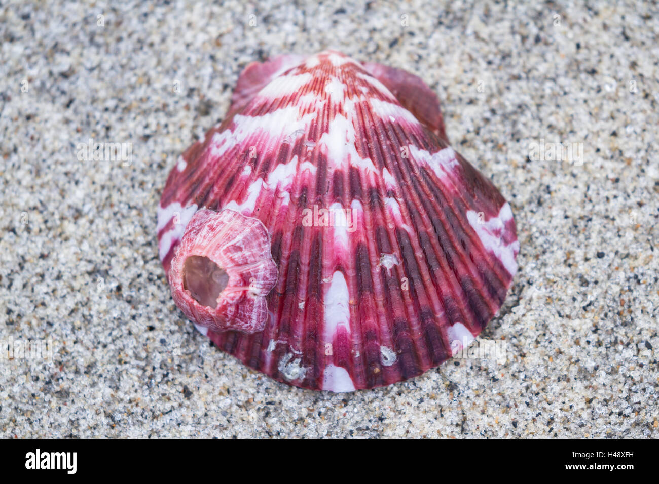 close up of a sea shell as on a sandy beach in tropical Panama Stock ...