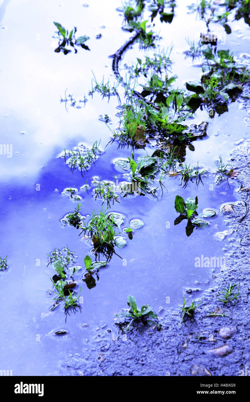 Brook, shore, water surface, grass, river, waters, grass, plants, water ...