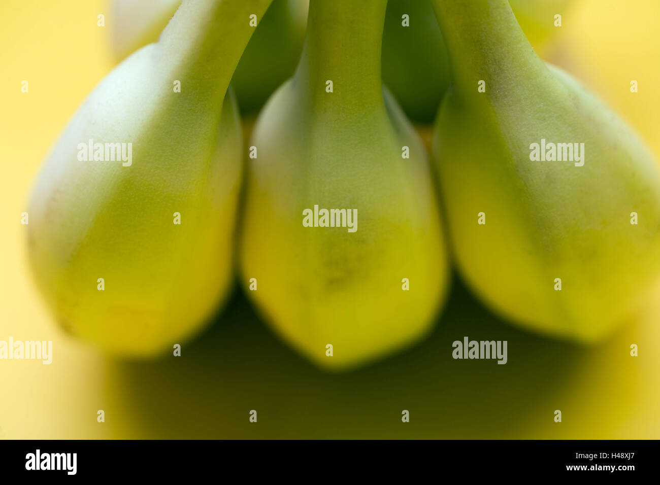 Bananas, close up, Food, fruit, fruits, tropical fruits, tropical ...