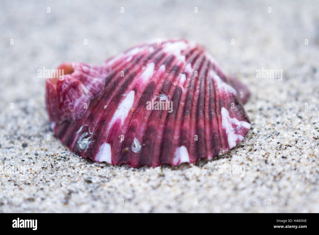 close up of a sea shell as on a sandy beach in tropical Panama Stock ...