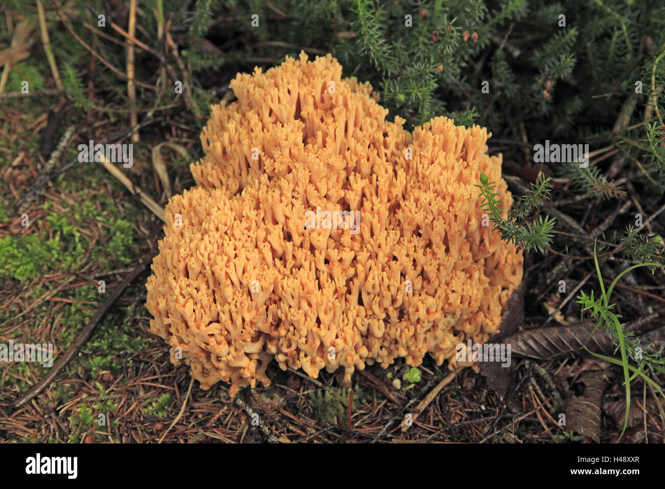 Fungus, three-coloured coral, forest floor, coral, goatee, coral fungus ...