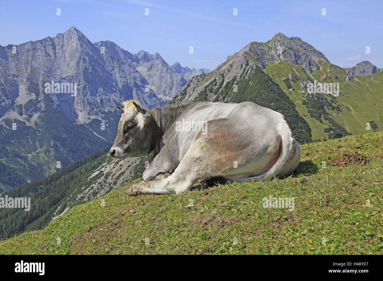 Tyrol grey cattle hi-res stock photography and images - Alamy