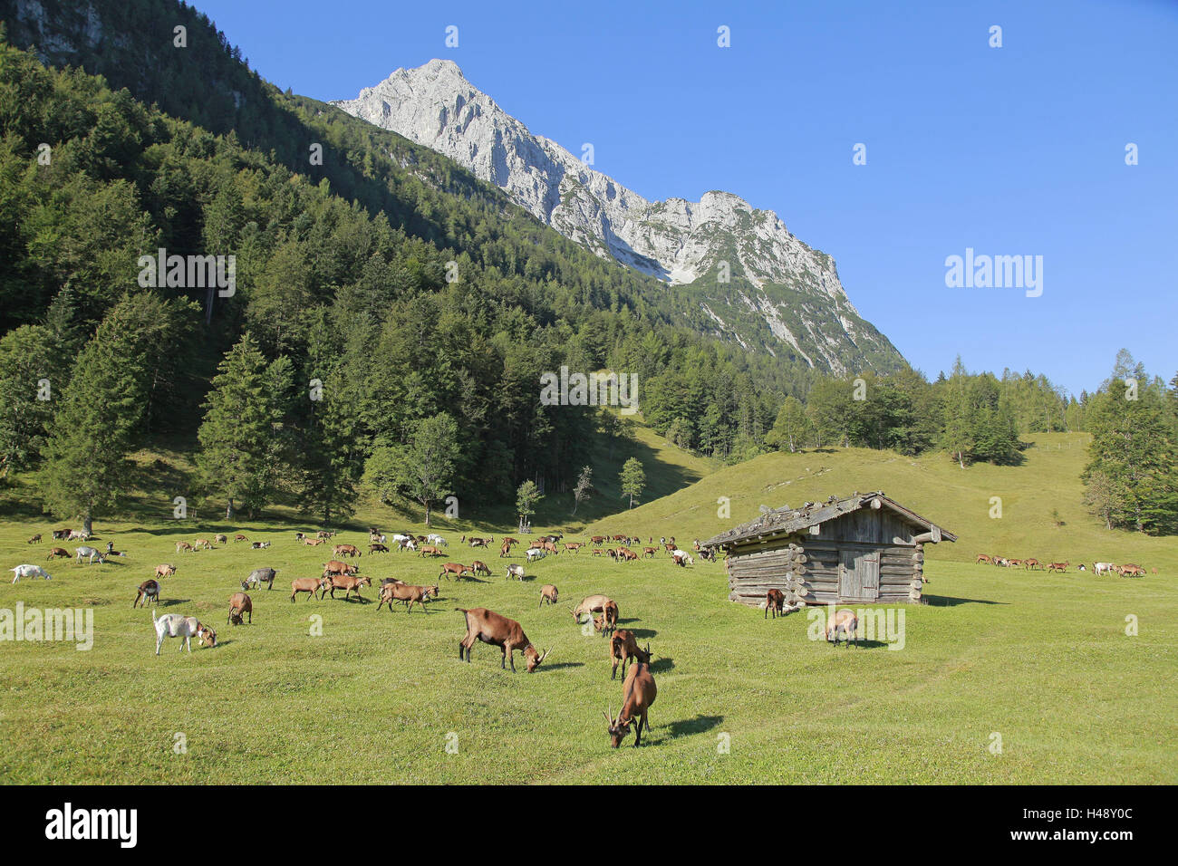 Mountain pasture, goat focuses, goats, focuses, mountain pasture ...