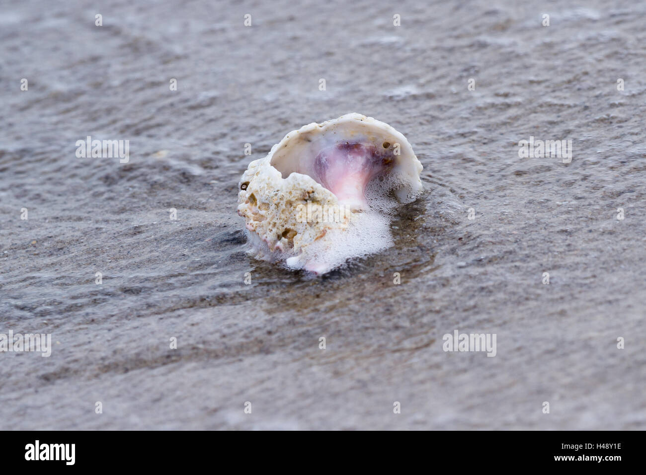 Old Conch Shell High Resolution Stock Photography and Images - Alamy