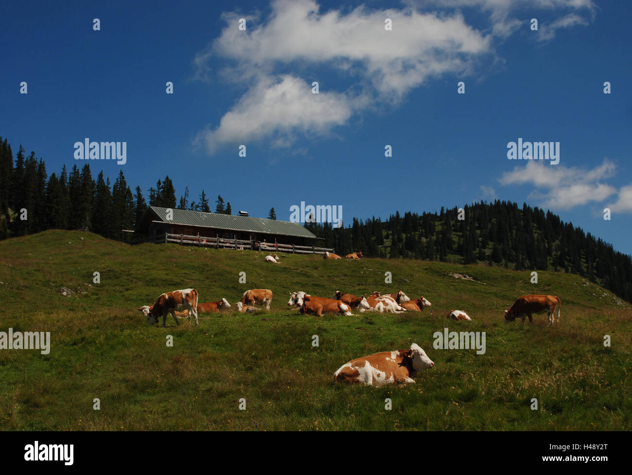 Germany, Upper Bavaria, mountain pasture, alp, Bavaria, Werdenfels ...