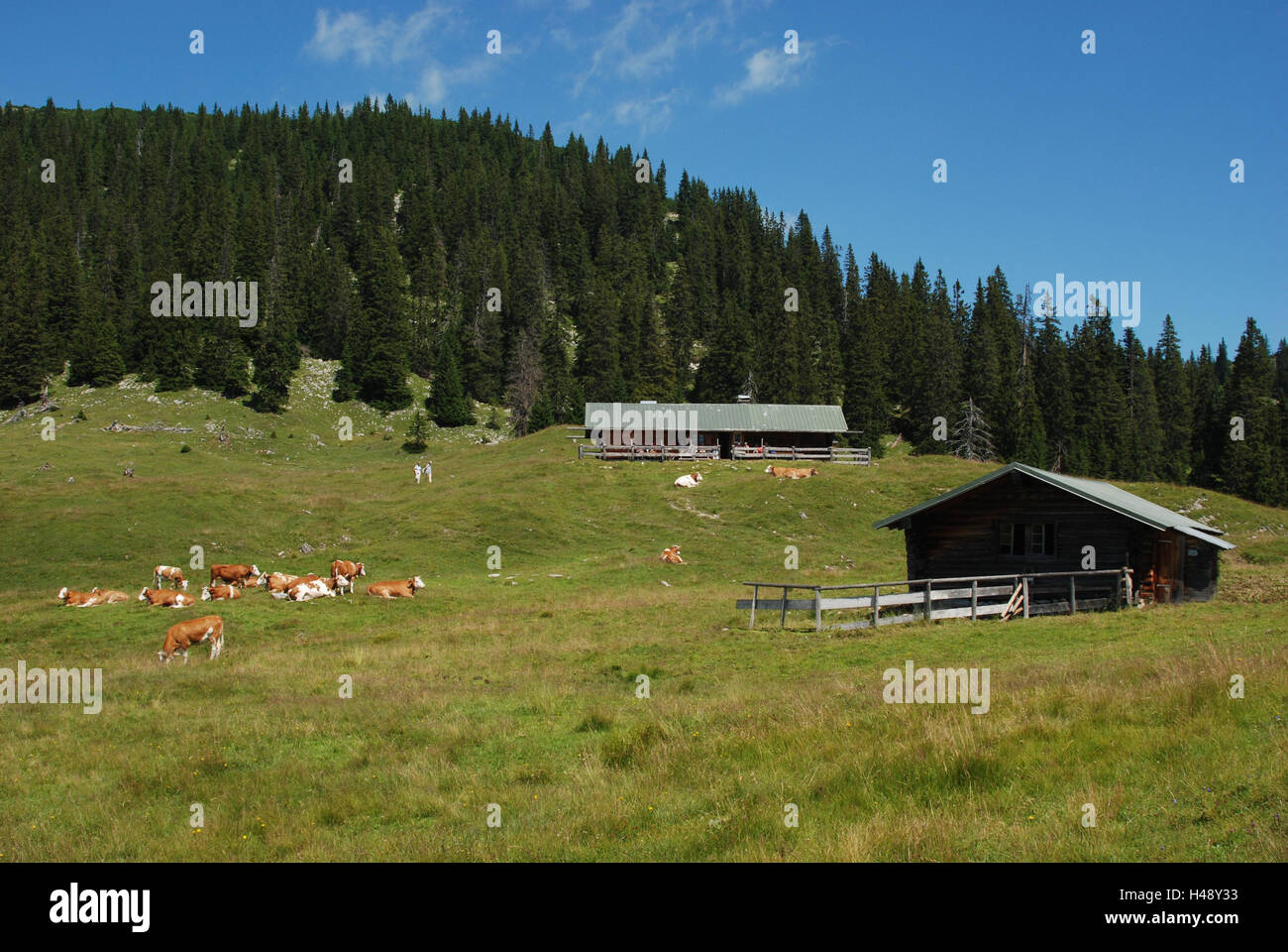 Germany, Upper Bavaria, mountain pasture, alp, Bavaria, Werdenfels ...