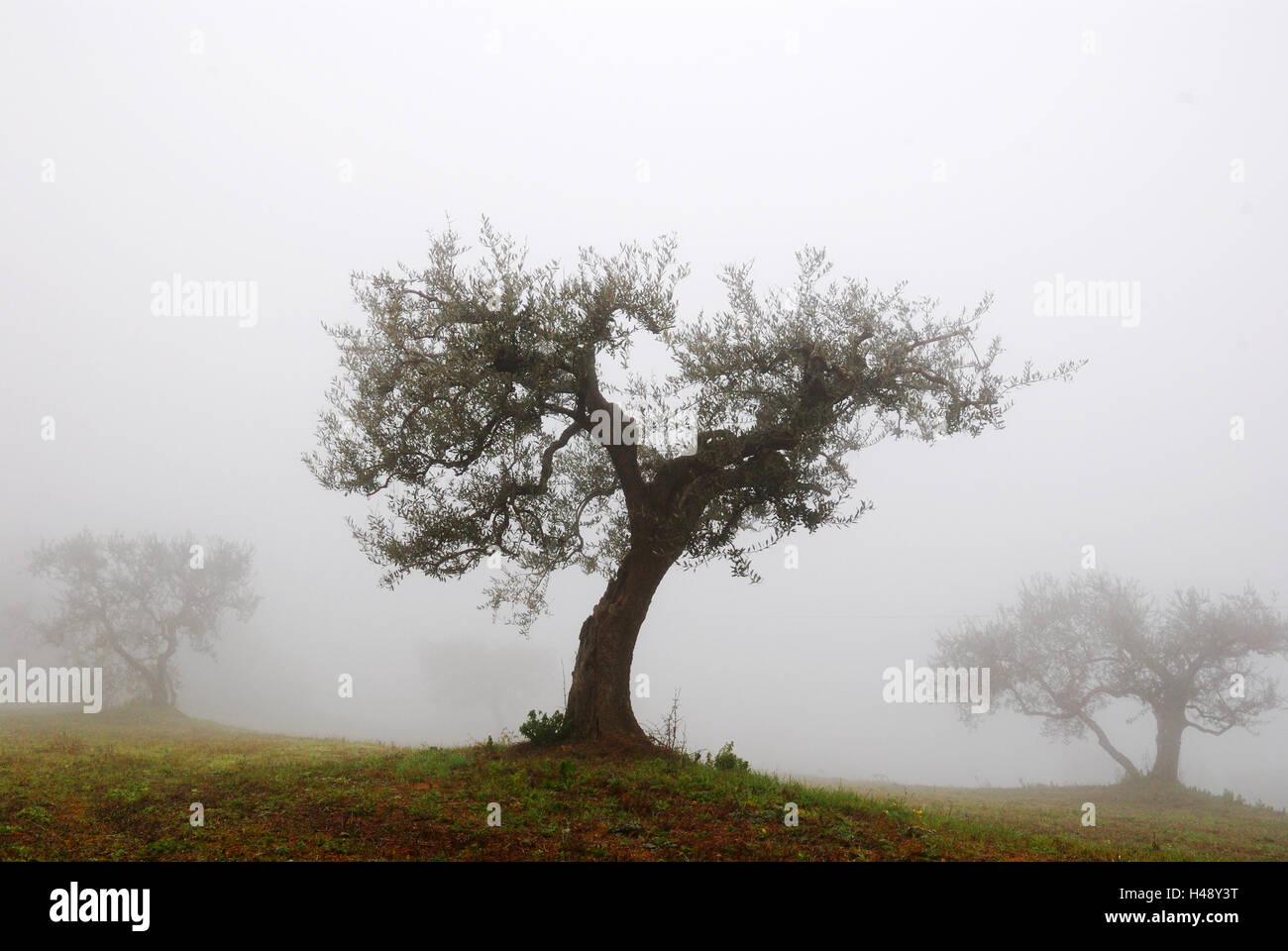 Olive tree in winter hi-res stock photography and images - Alamy