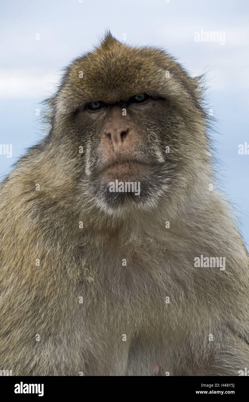 Gibraltar, Gibraltar rock, Berber's monkey, Macaca sylvanus, portrait ...