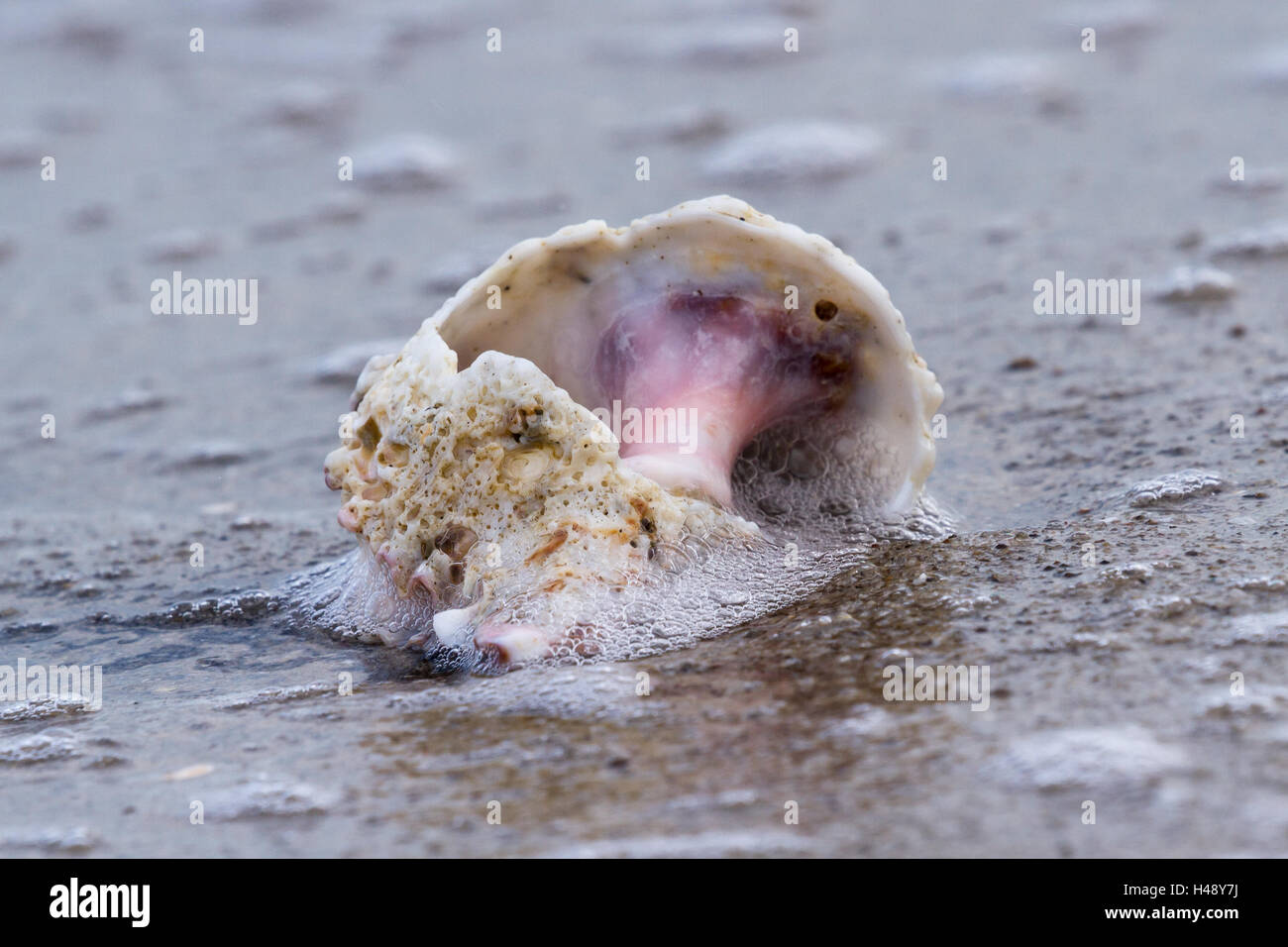 Old conch shell hi-res stock photography and images - Alamy