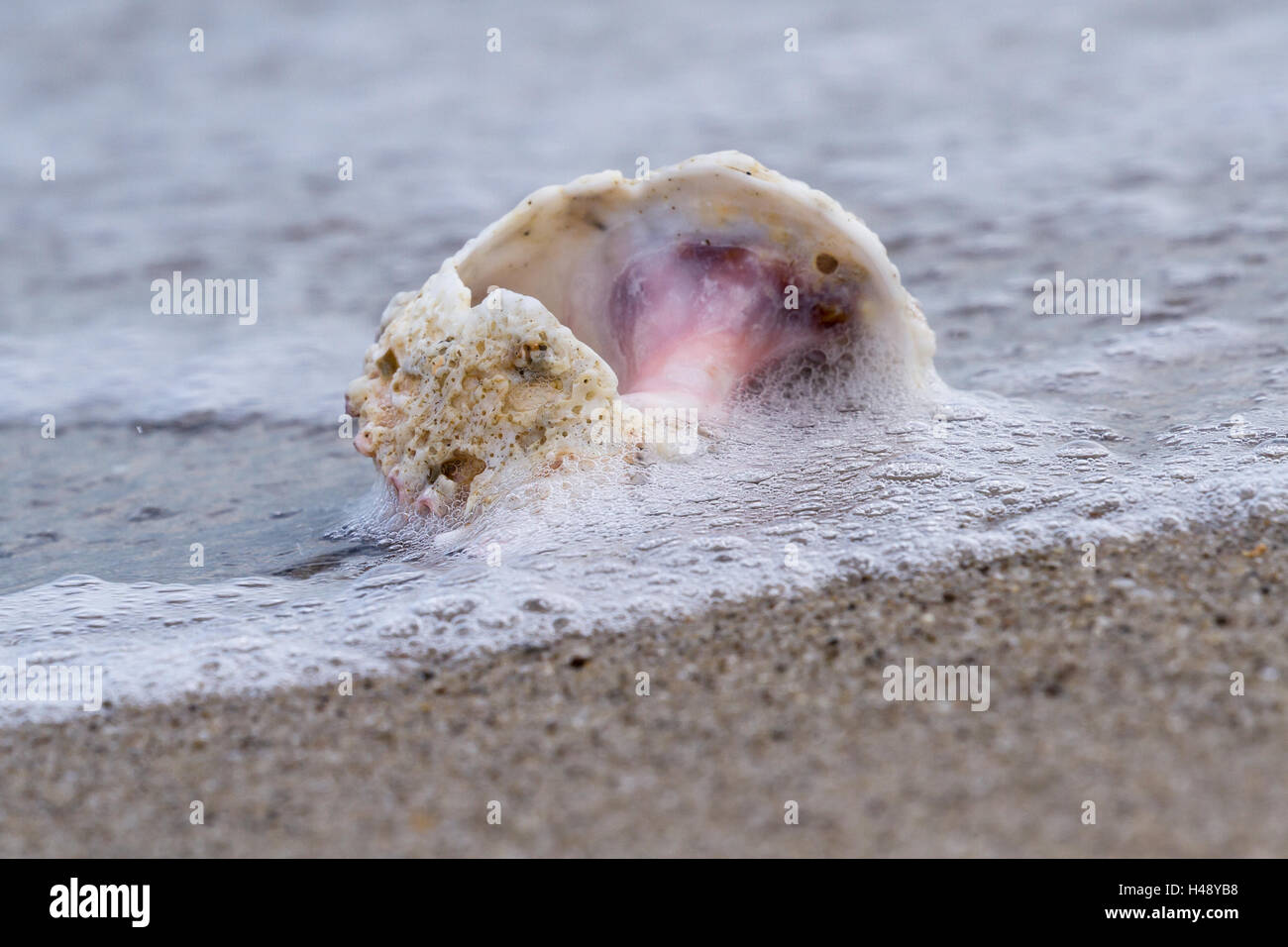 close up of a n old conch shell on a sandy beach Stock Photo - Alamy