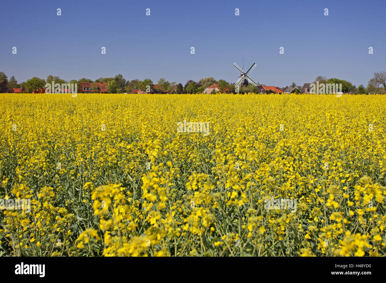 Rape field, Accumer mill in Accum (village Stock Photo - Alamy