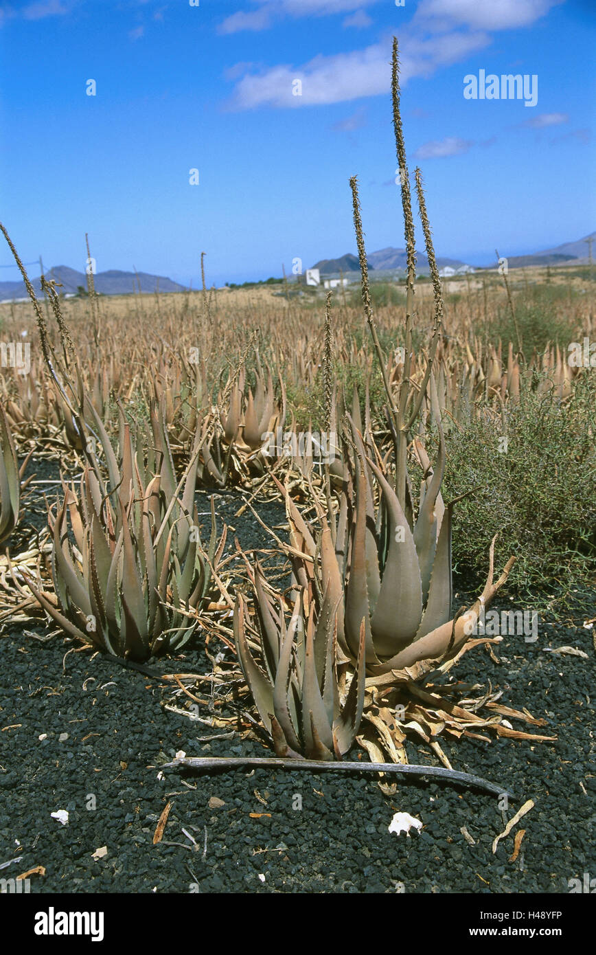 Spain, the Canaries, island Fuerteventura, farm, field, cultivation ...