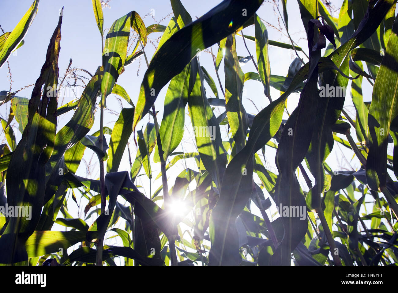 Corn field, the sun, back light Stock Photo - Alamy