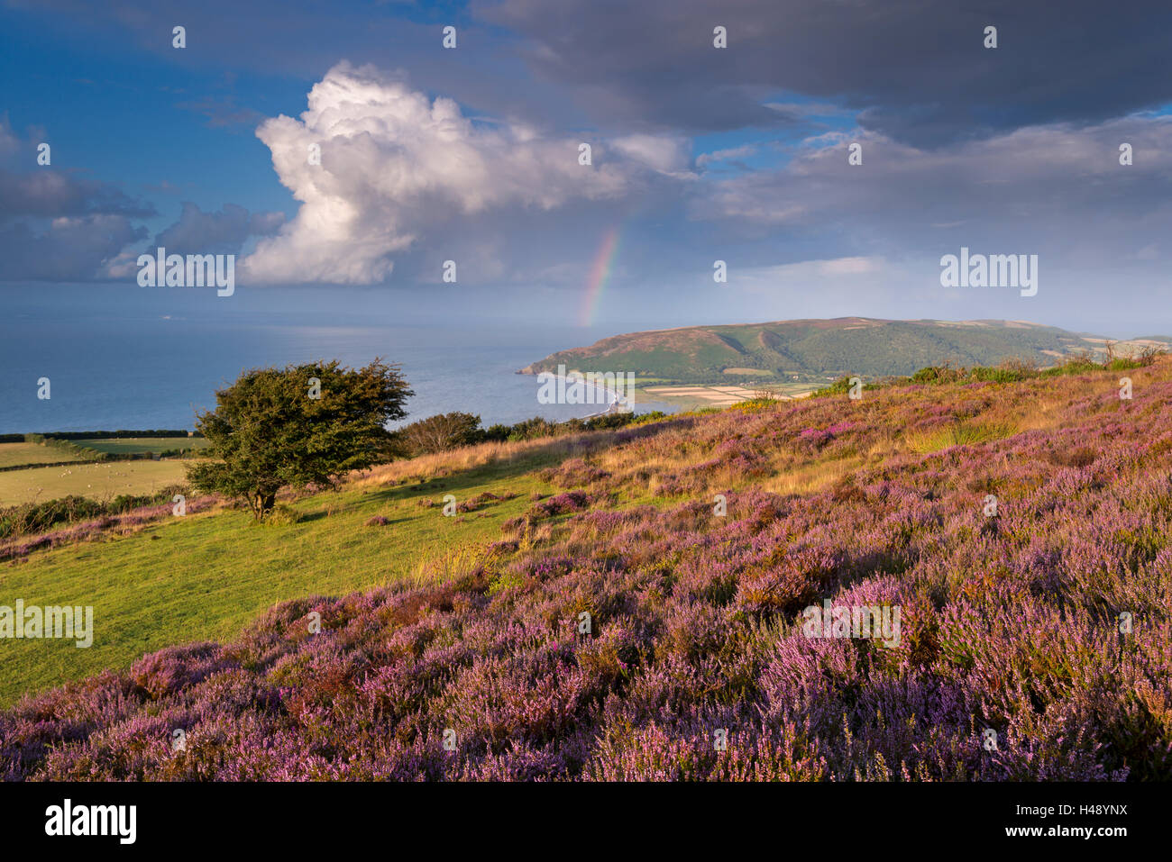 Heather covered moorland on Porlock Common, overlooking Porlock Bay ...